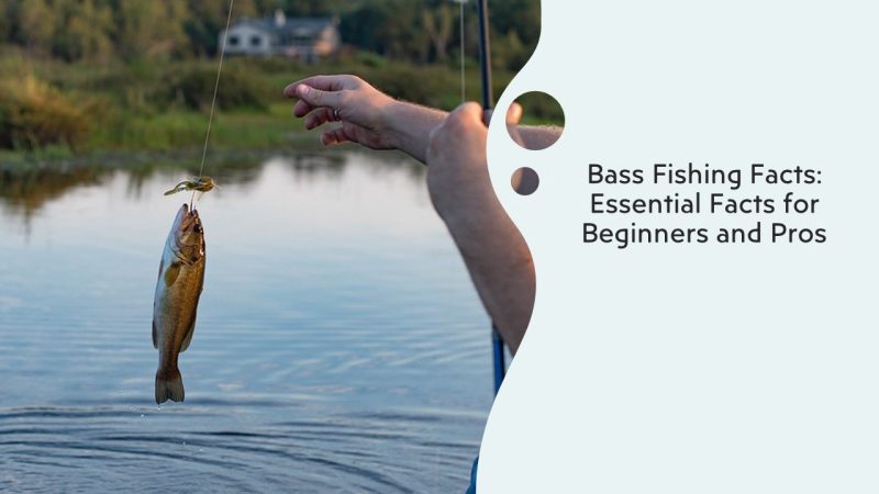 Bass Fishing Facts: Essential Facts for Beginners and Pros - Outdoor Doer