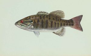 Bass Facts: Anatomy, Habitat, and More - Outdoor Doer