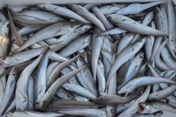 Best Bait for Your Freshwater Minnow Trap - Outdoor Doer