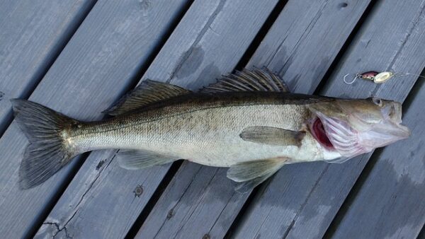 What Colors Do Walleye See Best? A Guide to Their Day and Night Vision ...