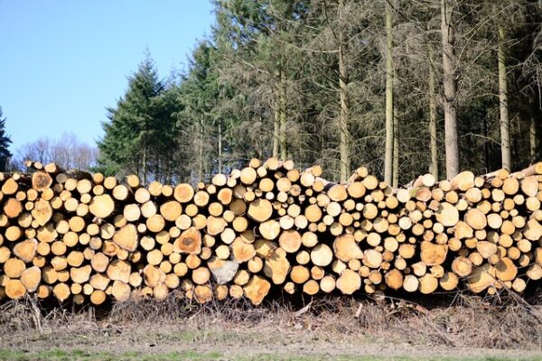 Is Fir Good Firewood? Exploring the Burning Potential of Fir Wood ...