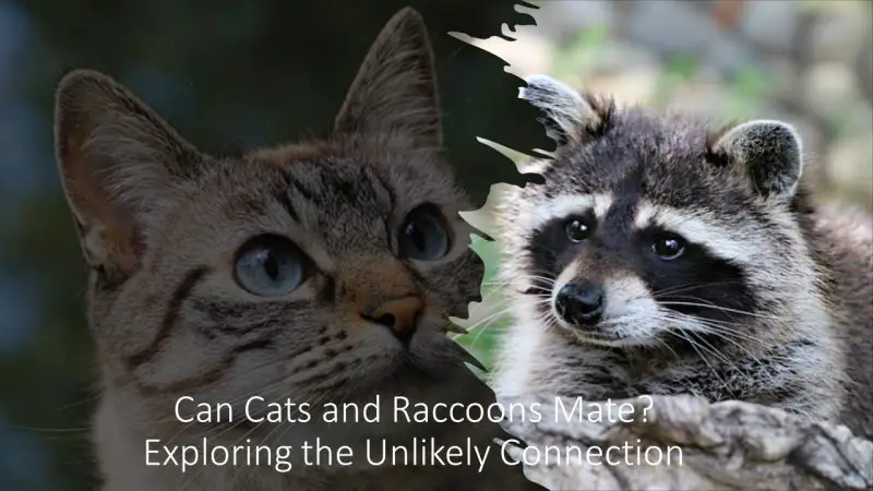 Can Cats and Raccoons Mate? Exploring the Unlikely Connection - Outdoor ...