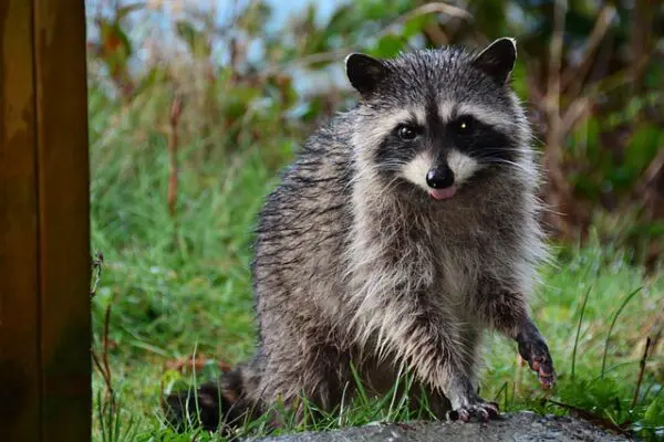 Are Raccoons Aggressive? A Closer Look at Their Behavior - Outdoor Doer