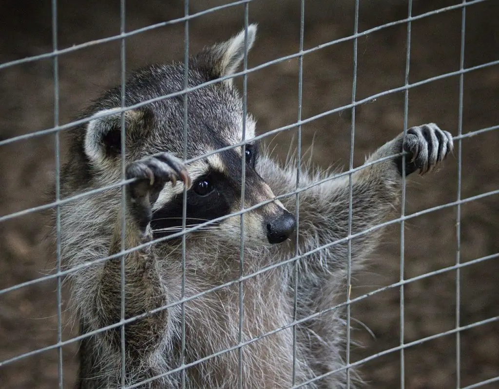 How Far Should You Relocate a Raccoon? A Complete Guide - Outdoor Doer